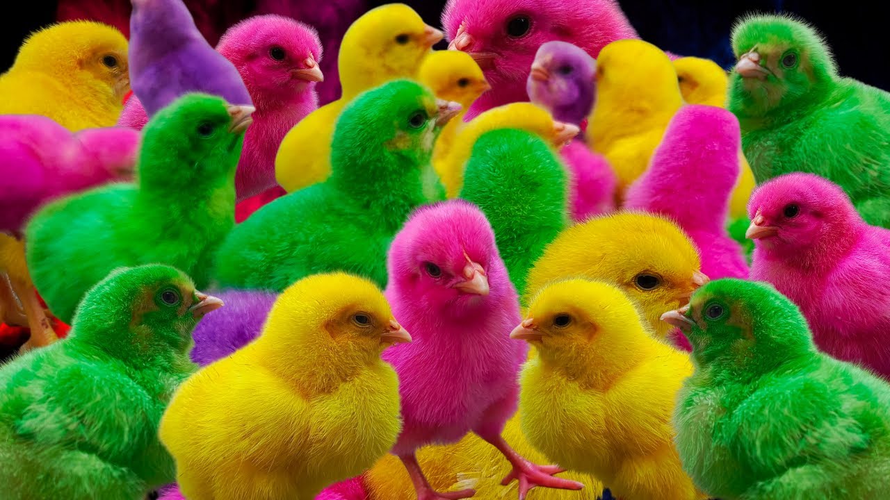 Catch Cute Chickens,Colorful Chickens,Rainbow Chickens,Rainbow Chickens ...