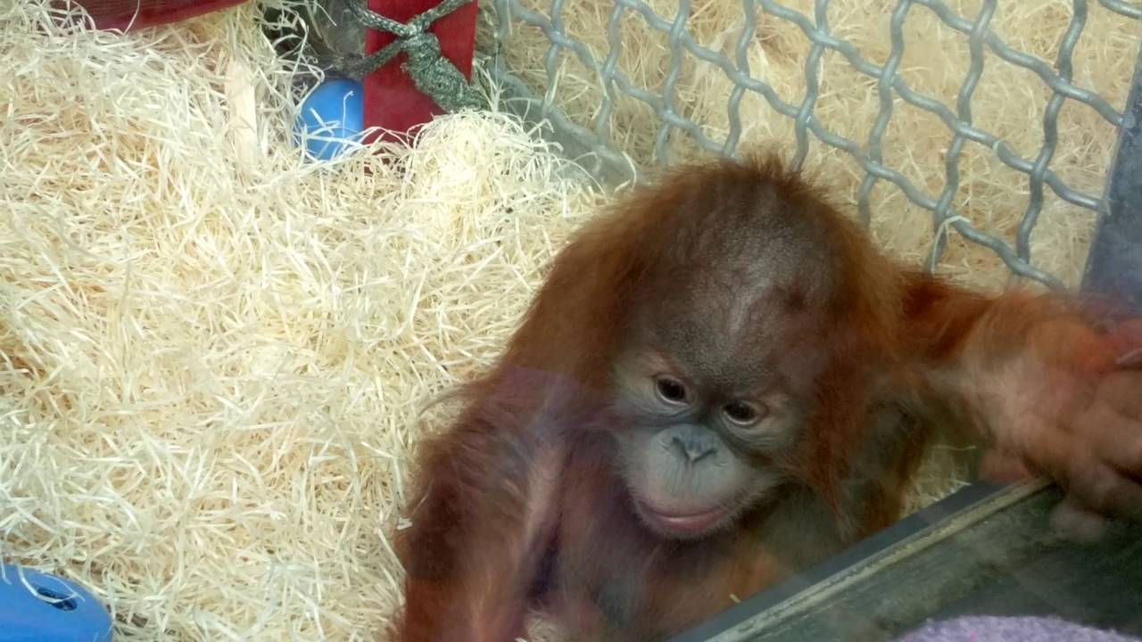 Rieke Monkey World - YouTube