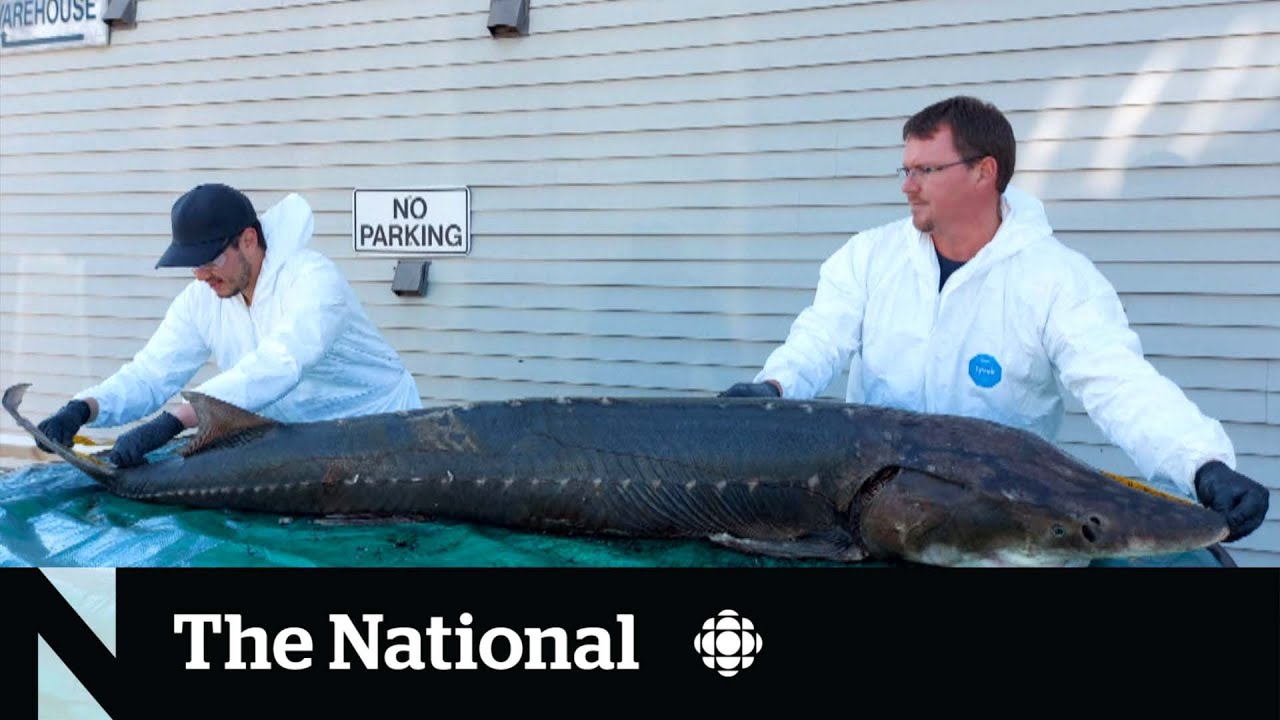 Scientists race to uncover what's killing B.C. sturgeon - YouTube