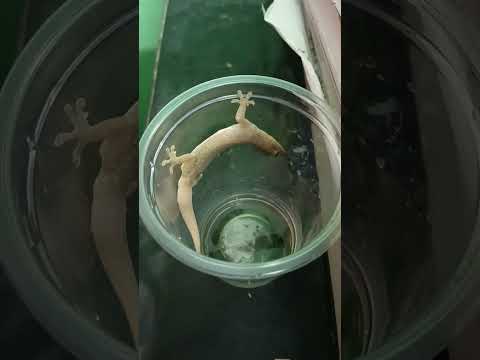 Drunken Lizard - YouTube