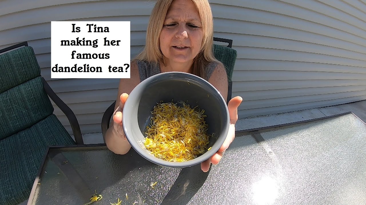 Tina making her famous dandelion tea. - YouTube