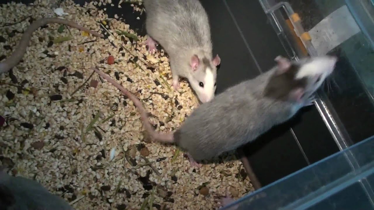 Mi colección de Ratas de Colores - 1 - YouTube
