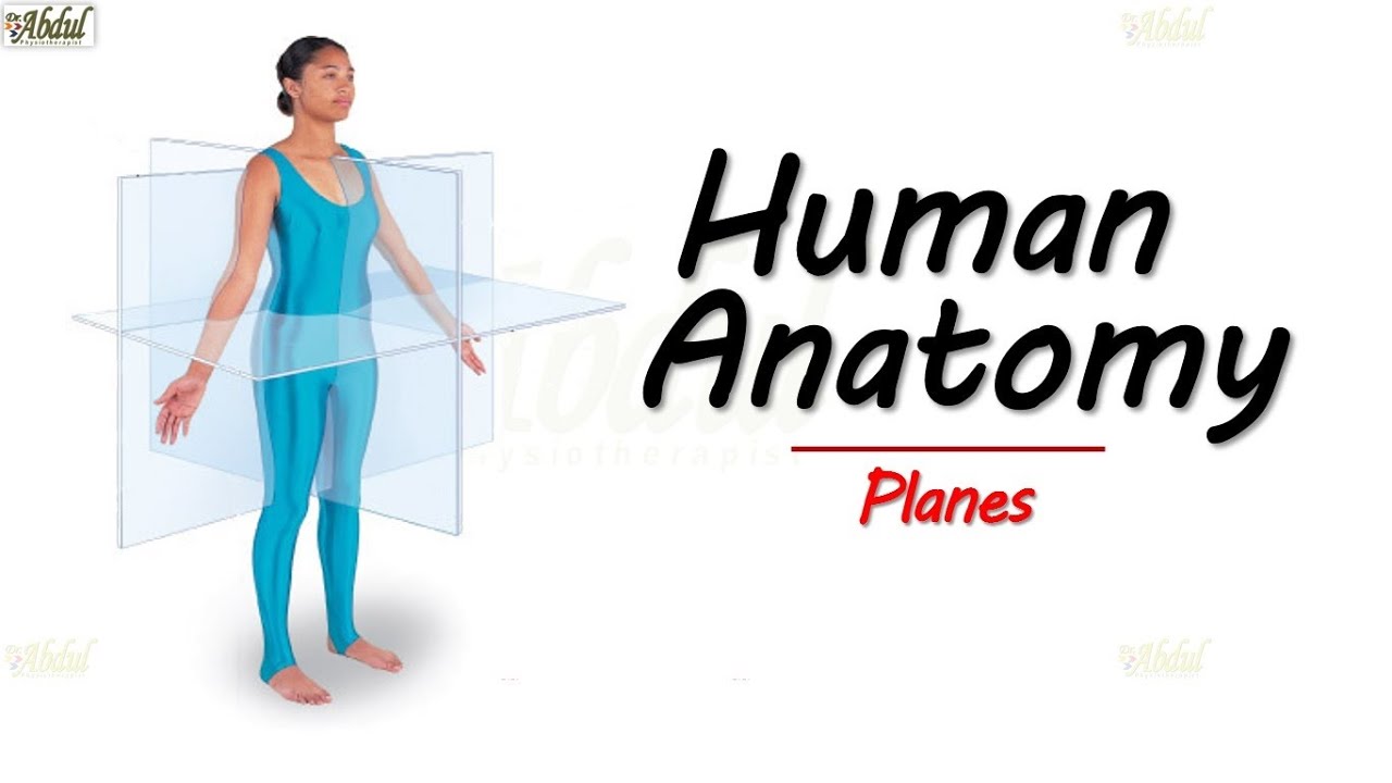 Human Anatomical Planes - Imaginary Sections of Human Body. - YouTube