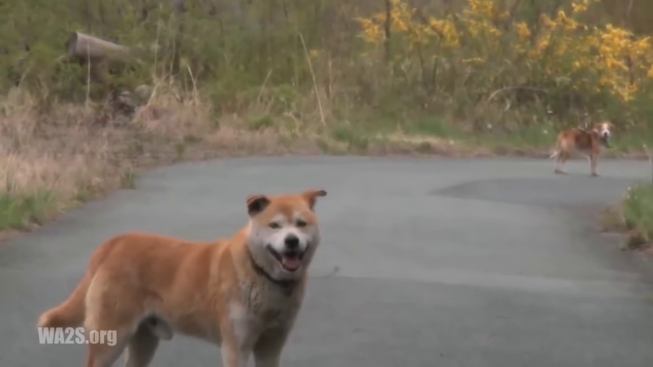 Caught On Camera - Dogs Rescued In Japan Nuclear Zone After Tsunami ...