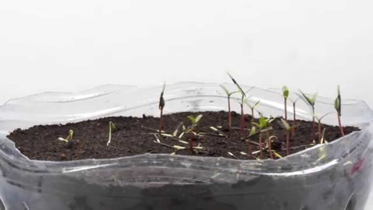 Germination Time-Lapse : Phacelia and Tagetes patula - YouTube