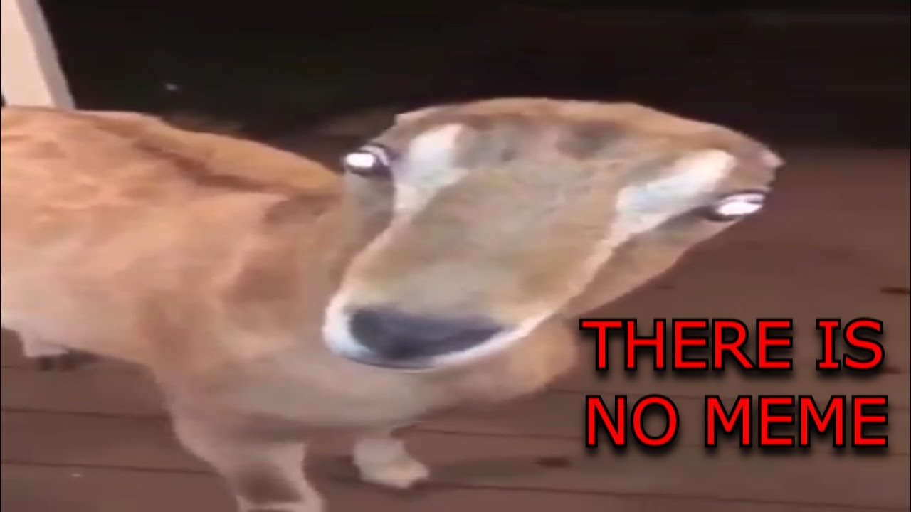 THERE IS NO MEME now hand over your flesh 🦌 The ritual is starting soon ...