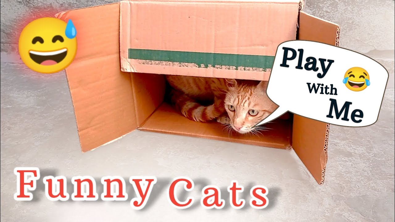 Funny and Playful Cats | Playing kitten with box | Catsvlog - YouTube