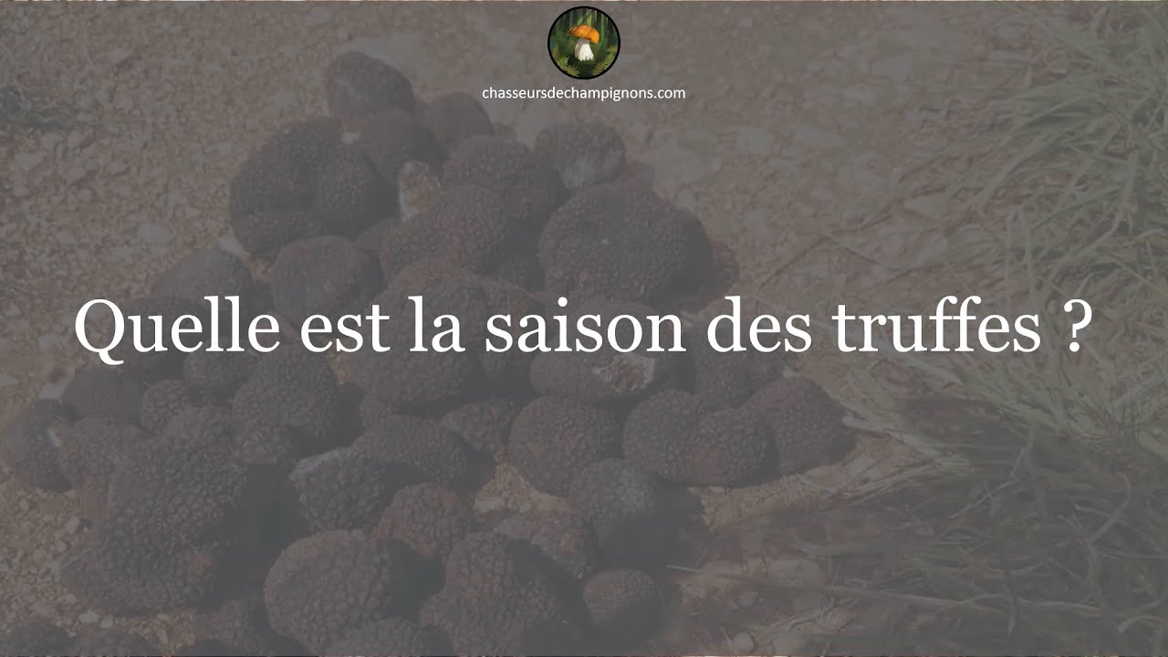 Quelle est la saison des truffes ? - 1 minute pour comprendre - YouTube