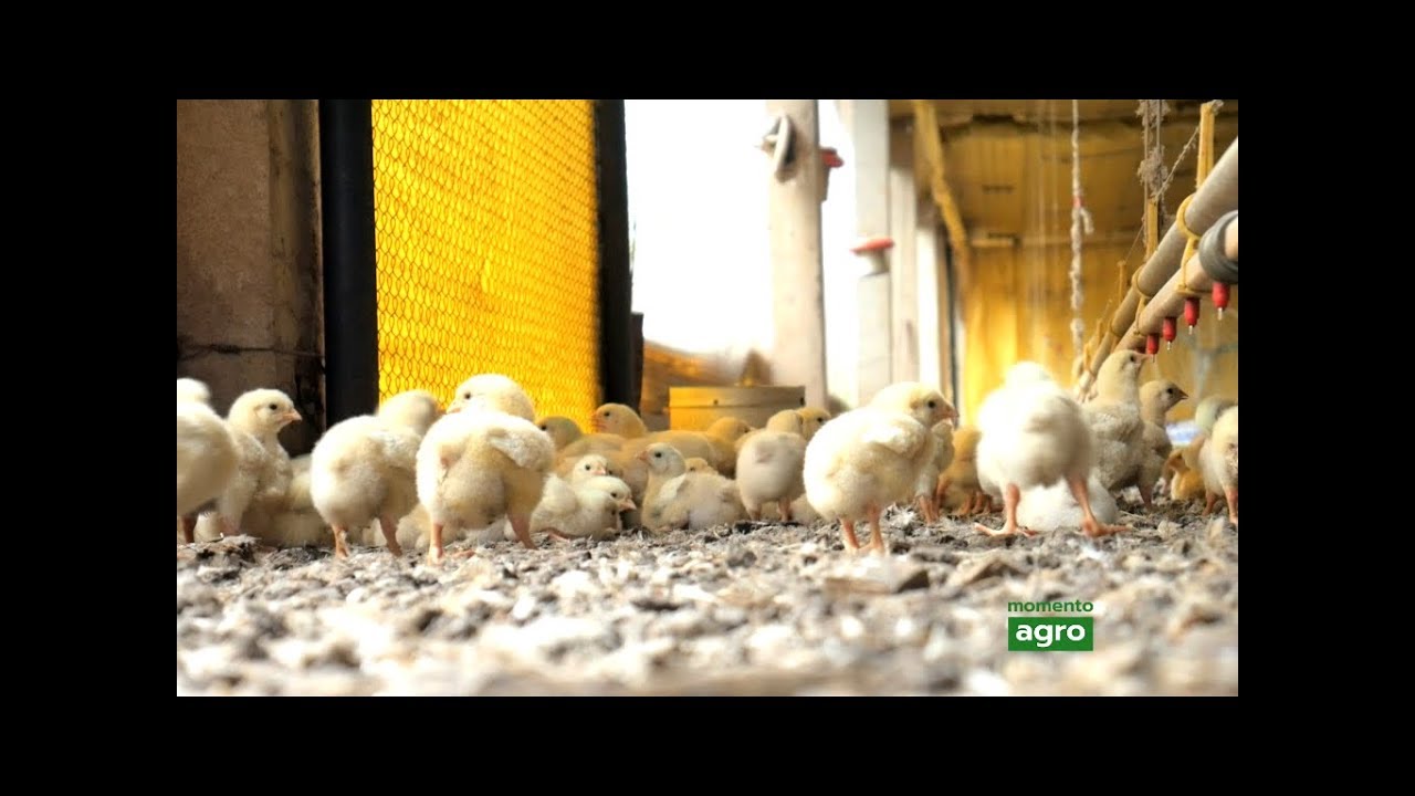 GRANJA DE FRANGO -REDE FAMÍLIA - MOMENTO AGRO - 22/01/18 - YouTube
