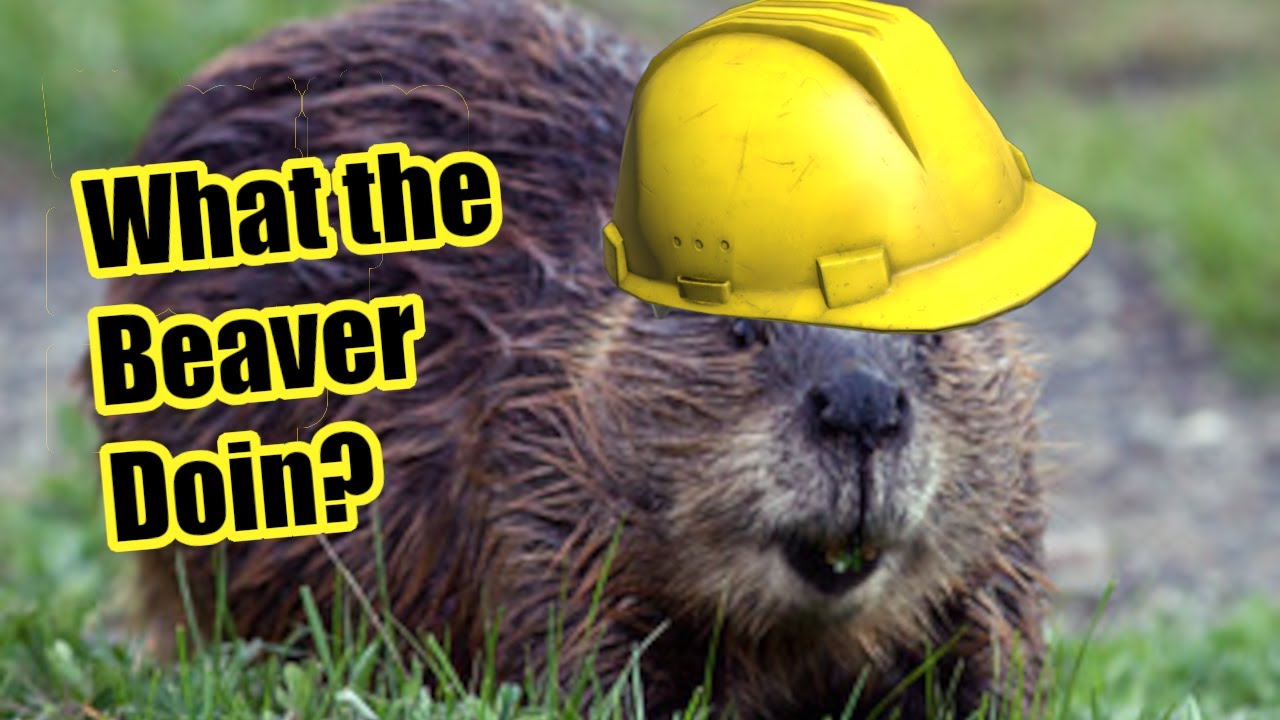 Beaver Speed! - Timberborn - YouTube
