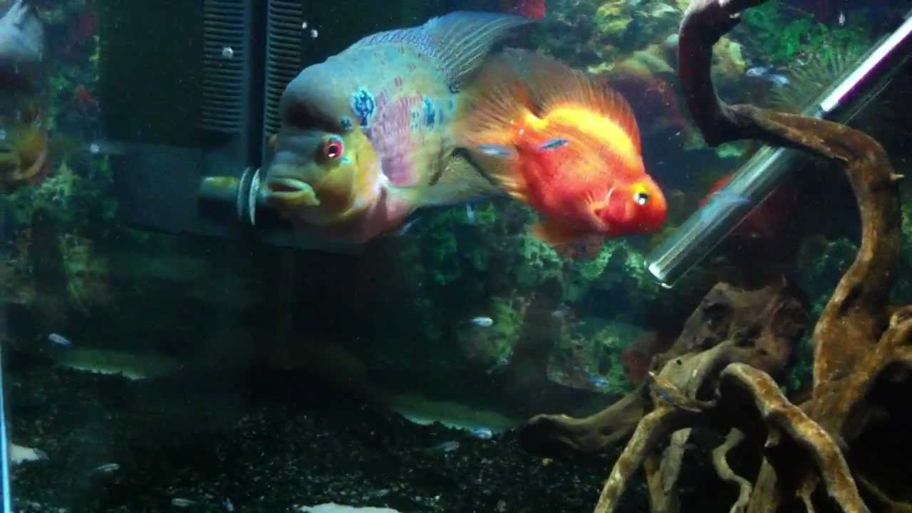 flowerhorn and parrot breeding 2012 - YouTube