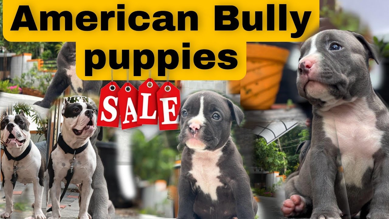 അടിപൊളി American bully puppies വന്നു 🔥 🤩 PETS POINT - YouTube