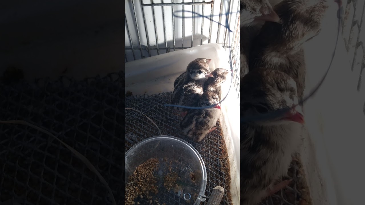 filhote perdiz.chuka. venda de filhotes e ovos - YouTube