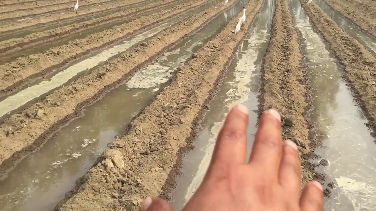 ट्रैंच विधि part 4 गन्ना बुवाई के बाद पानी का तरीक़ा । watering ...