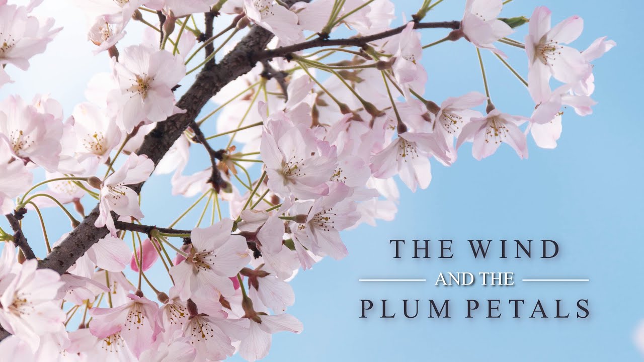 The Wind and the Plum Petals - Beautiful Piano Song for Spring ...