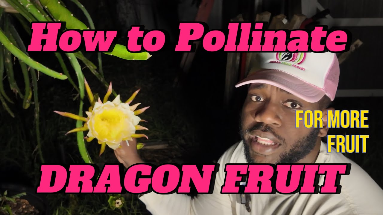 How to Hand Pollinate Dragon Fruit for More Fruit (Step-by-Step Guide ...