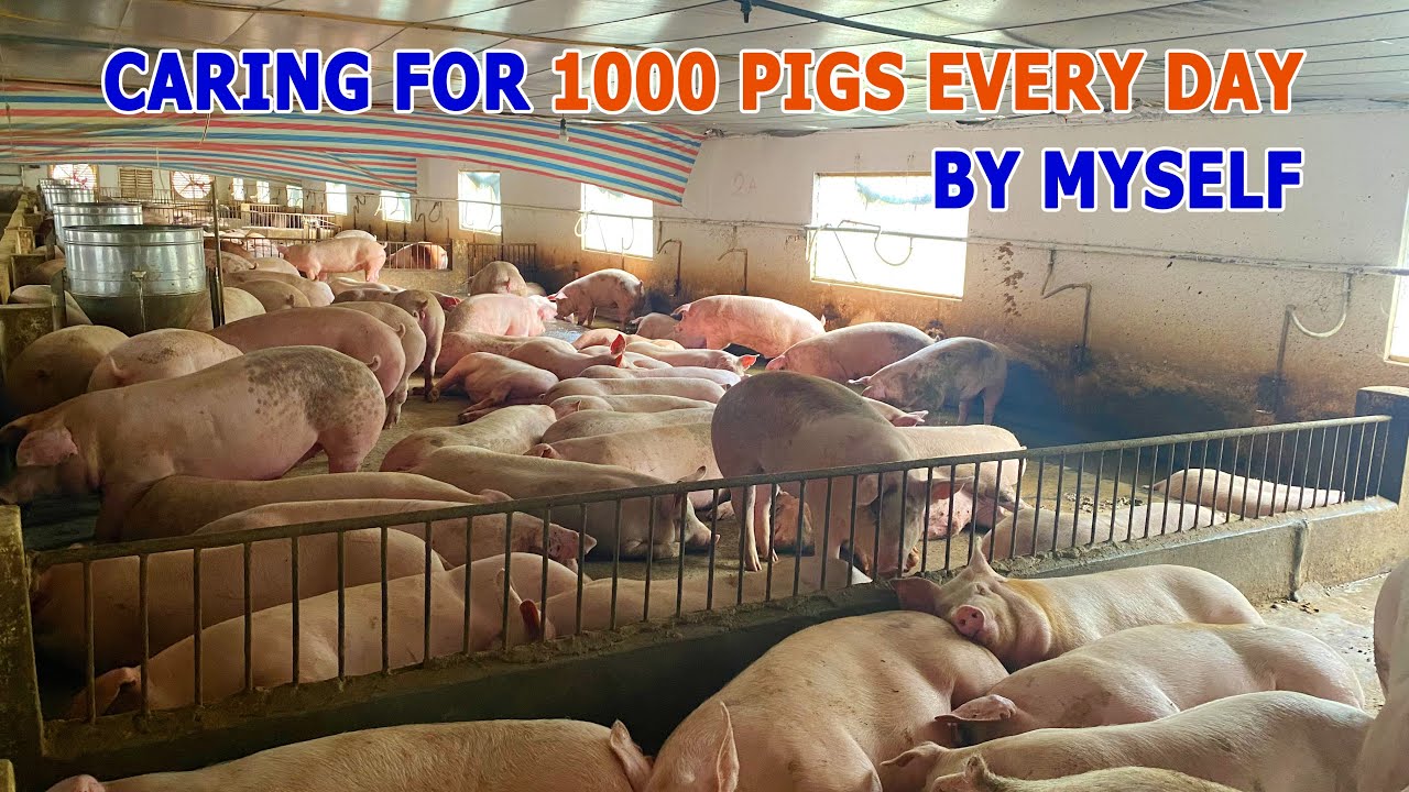 Life at an Organic Pig Farm Caring for 1000 Pigs | Small Farm - YouTube