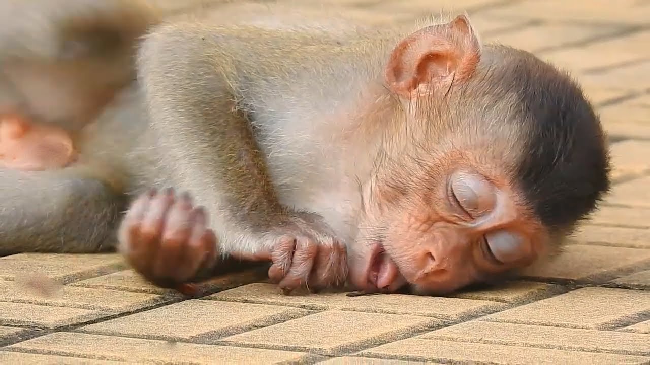 I was s.a.d to see the little monkey sleeping we.akly and mal.nouri ...