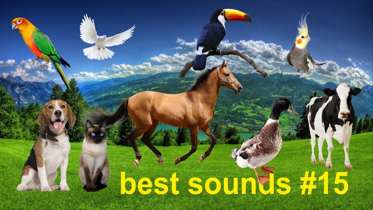 cute animals| beautiful animal video | animal sounds - YouTube