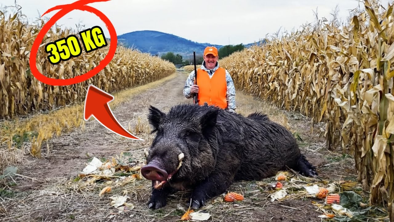 Texas Farmer vs. Giant Hog – The Biggest Ever Caught on Camera! - YouTube