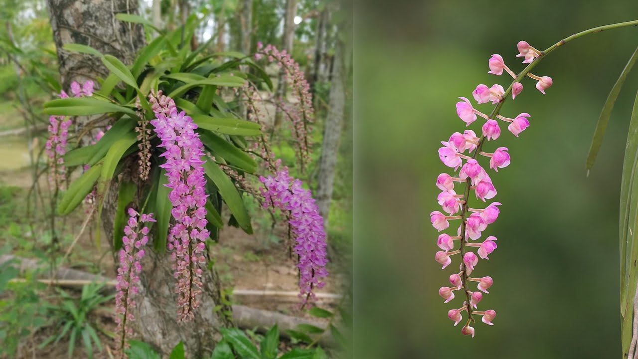 A beautiful wild orchid from Assam: Aerides rosea II পূৰৈয়া কপৌ II ...