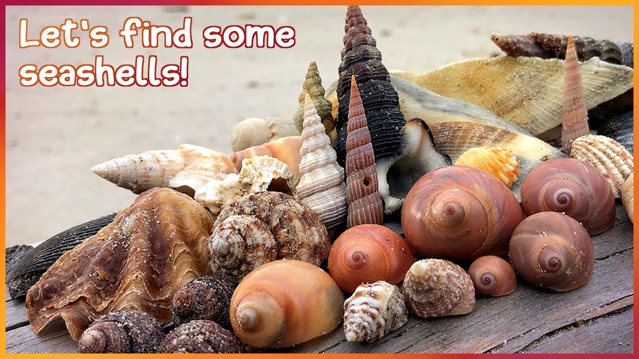 Finding Seashells at Hervey Bay | Toogoom Treasures [Virtual Shelling ...