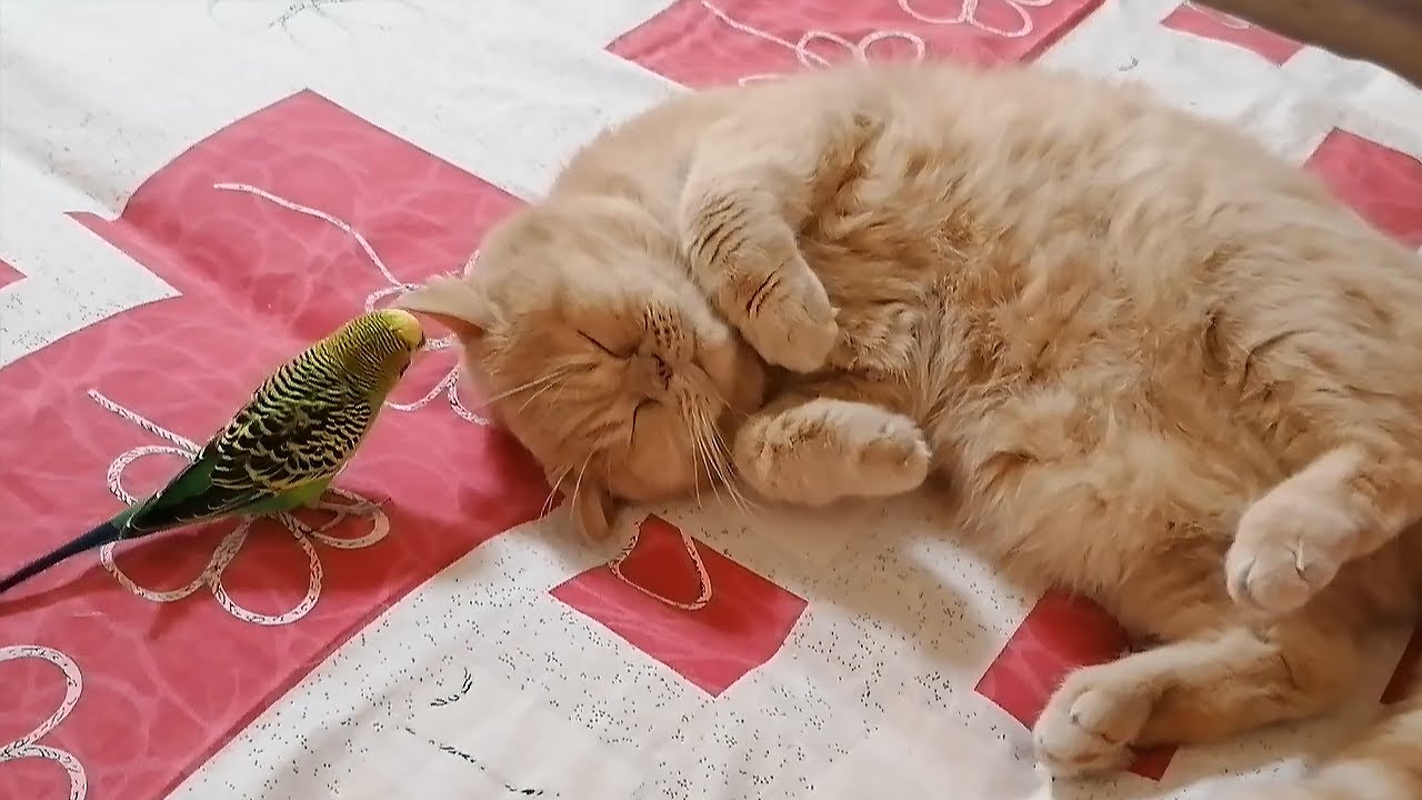 Most patient cat in the world puts up with pesky parrot - YouTube