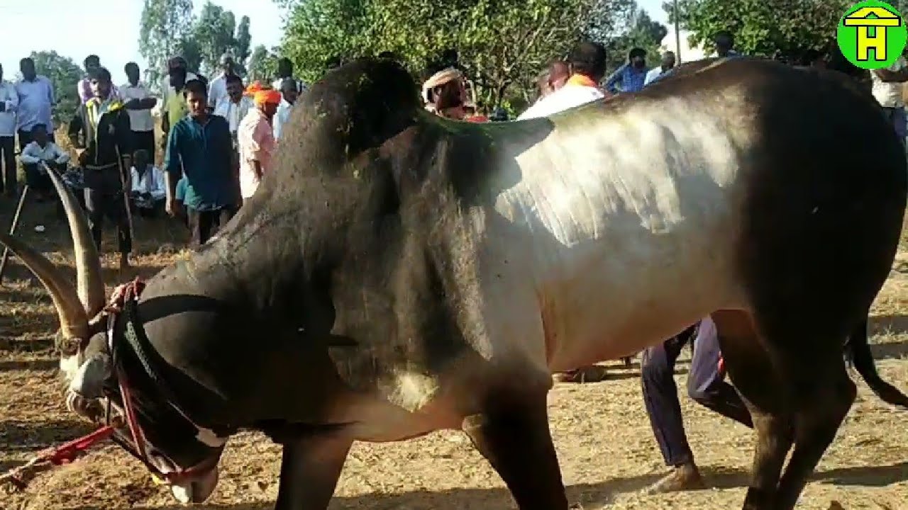 || Jabardast Racing Bulls of Hadalaga and Tatvanagi Jumping and Running ...