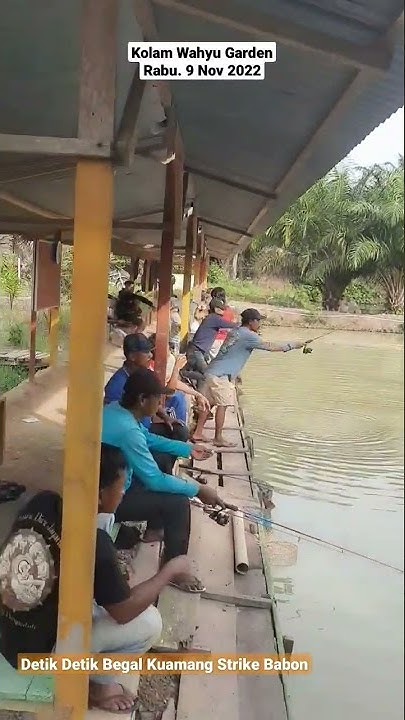STRIKE IKAN MAS BABON. LOMBA MANCING IKAN MAS DI KOLAM WAHYU GARDEN - YouTube