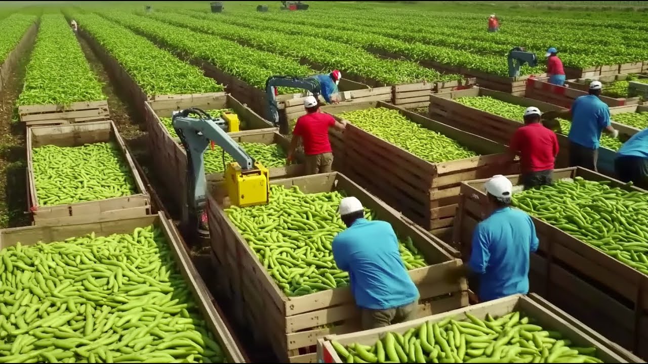 From Seed to Harvest: California Farmers' Journey Across 25.3 Million ...