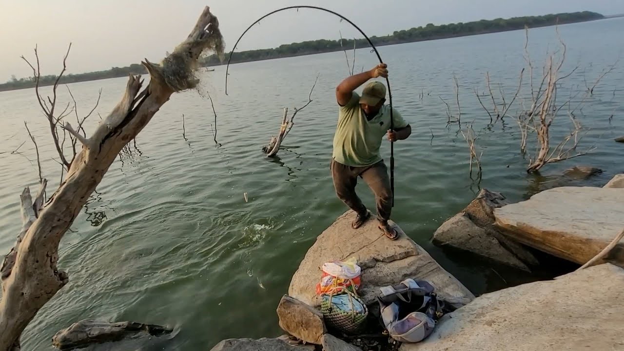 Incredble fishing|Rohu fishes Hunting & Catching by Professional ...