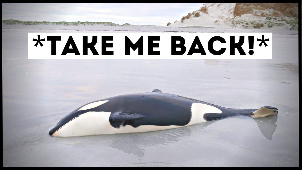 Orcas That Asked People for Help & Kindness - YouTube