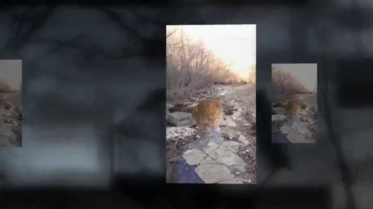 Lost 80 Dora MIssouri Missouri Ozarks Hunting Property - YouTube