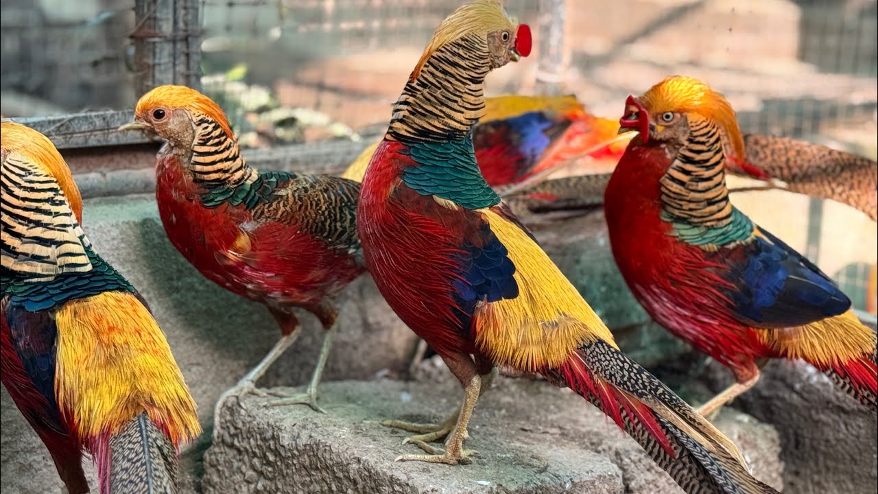 Stunning Red & Golden Pheasants in a Beautiful Aviary | Exotic Bird ...