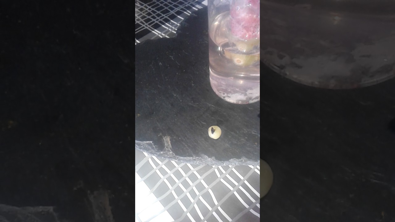 Peeled blueberry - YouTube