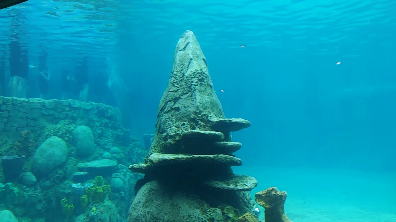Discovery points dolphin tank (VLOGGING SEAWORLD SAN ANTONIO ) - YouTube