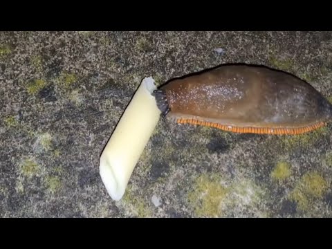 Slug Guitar Memes Metal GIFs | Tenor