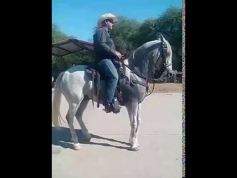 Cabalgata de Onavas Sonora