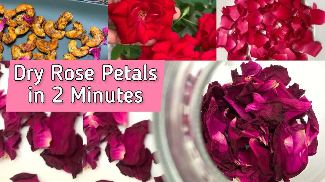 Dried Rose Petals At Home 2 Minutes Dry Rose Petals In Microwave To dried-rose-petals-at-home-2-minutes-dry-rose-petals-in-microwave-to