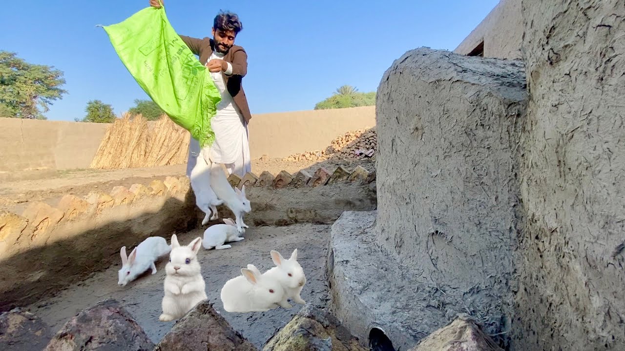 Finally Rabbits Mini Zoo Main Shift Kr Diya 🐇 - YouTube