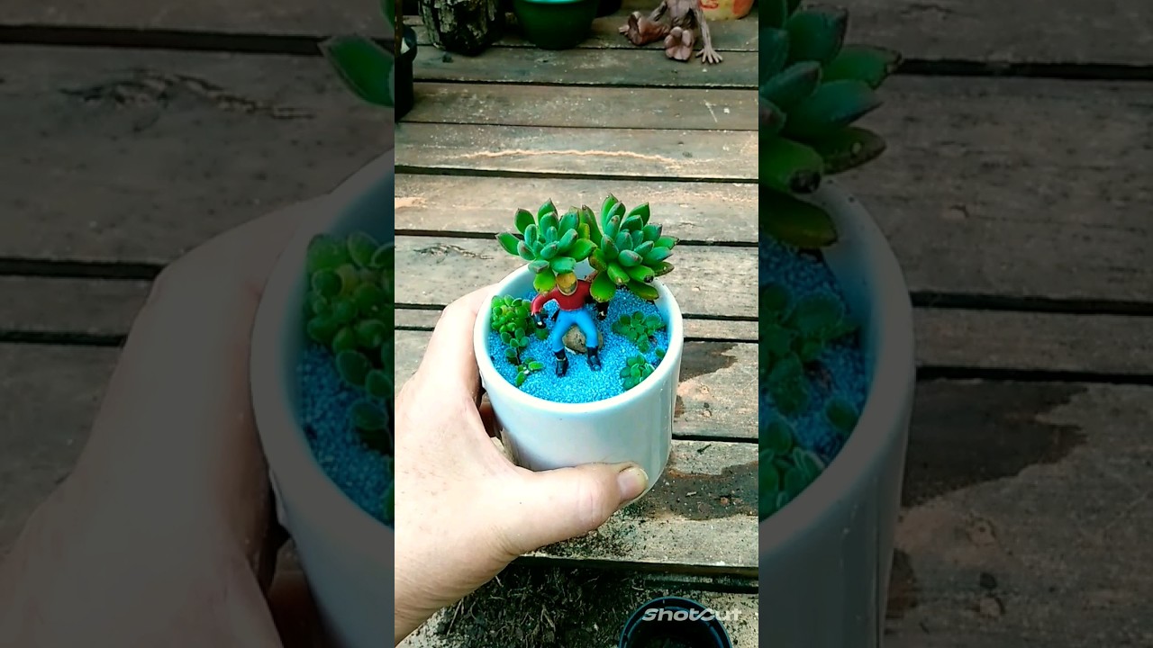 Quebrou o cabo? Plante flor dentro. Recicle. #shorts #succulent - YouTube