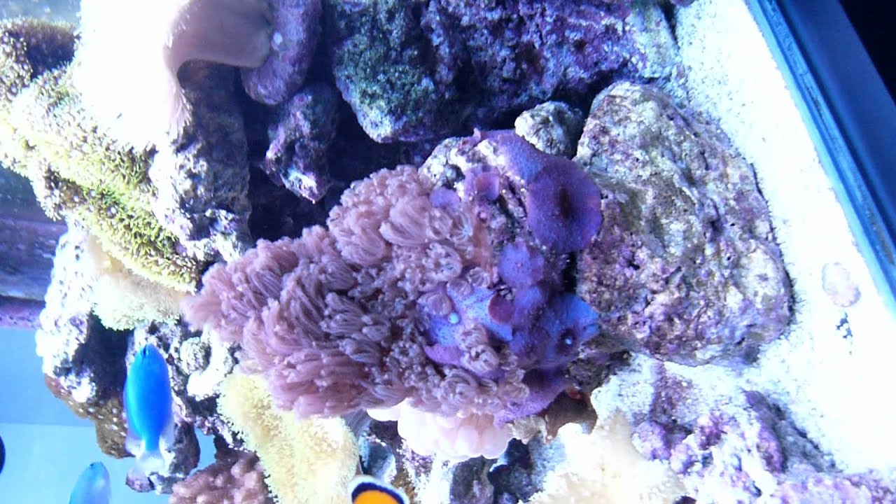 VIDEO BAC 22 AOUT 2011 001.MTS - YouTube