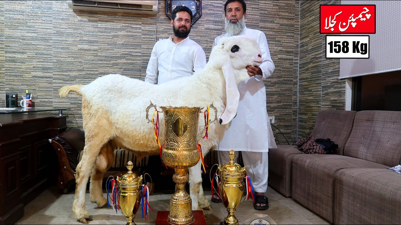 158 Kg Winner Kajla In 4 Teeths Category Lahore & Faisalabad Kajla Show ...