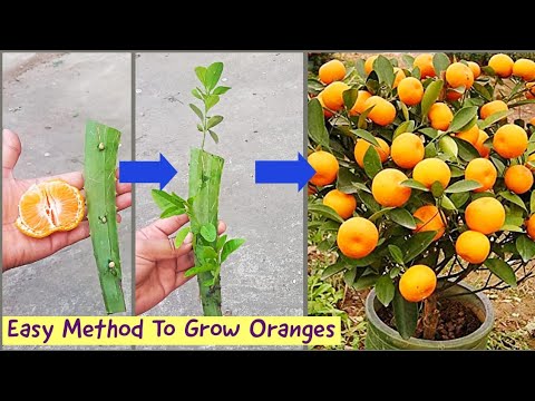 How to grow orange tree from seeds | Growing Oranges From Seeds At home ...