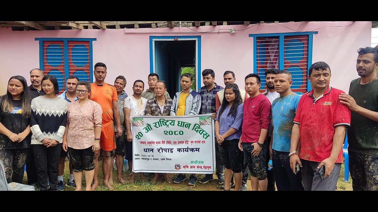 National Paddy Days 30 June 2023 (Dhan Diwas) B.S 2080 Aasar 15 - YouTube