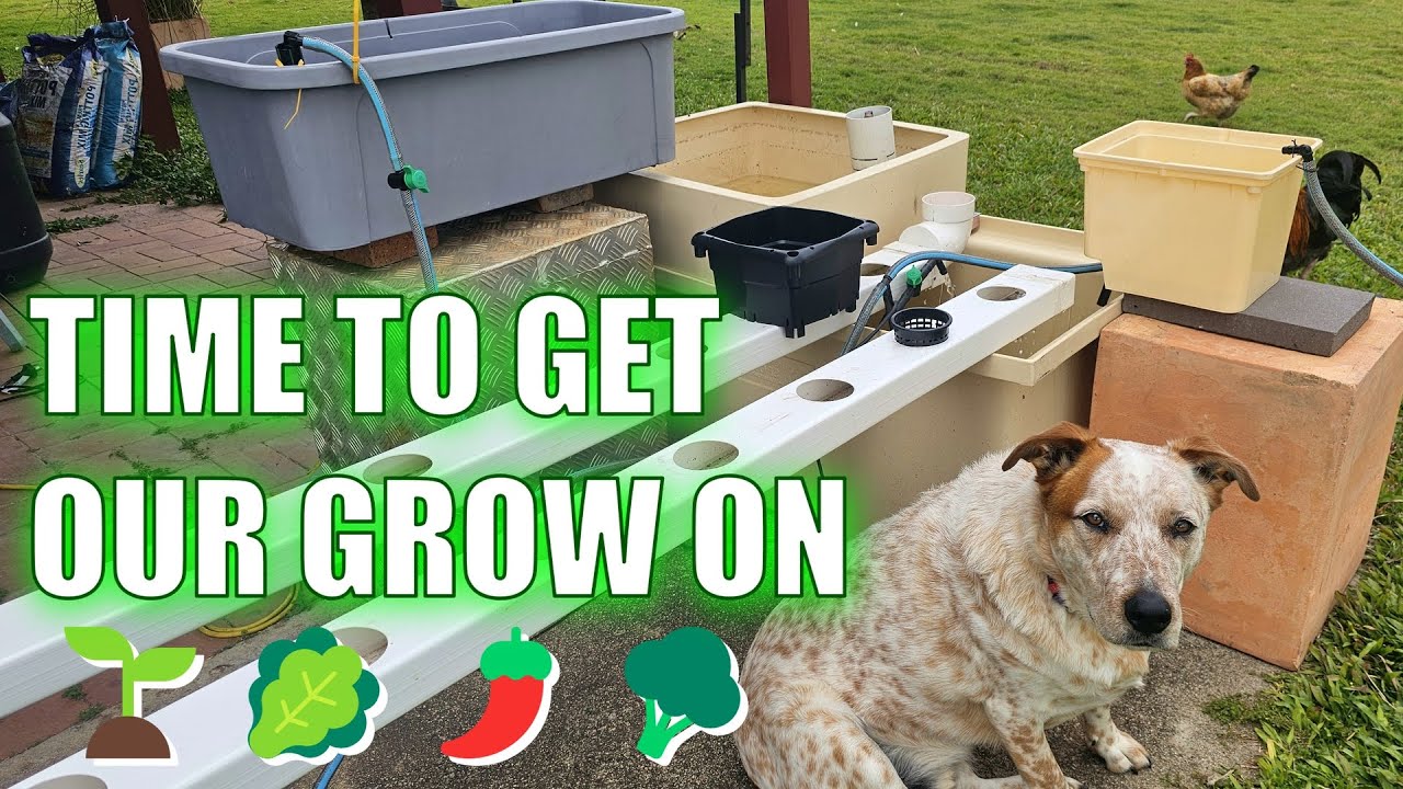 Hydroponics System Build = Hoocho Buckets, NFT, Dutch Buckets & MORE ...