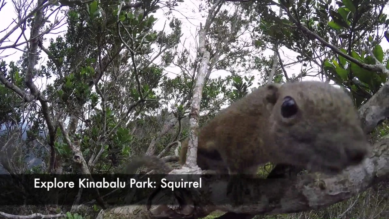 Squirrel Madness at Kinabalu Park, Sabah - YouTube