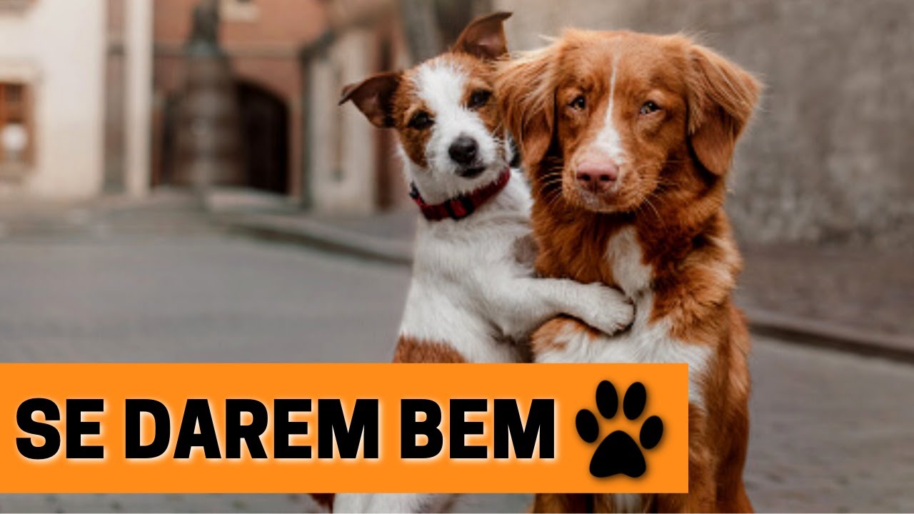 Como fazer DOIS CACHORROS SE DAREM BEM na sua Casa - YouTube