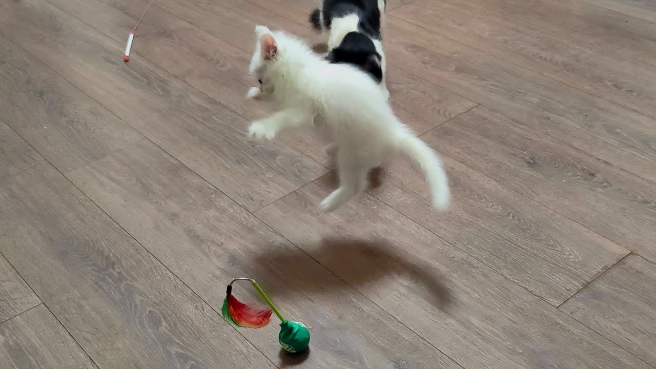 Incredible jump of kitten Mickey. Kittens Tom and Mikey are playing ...