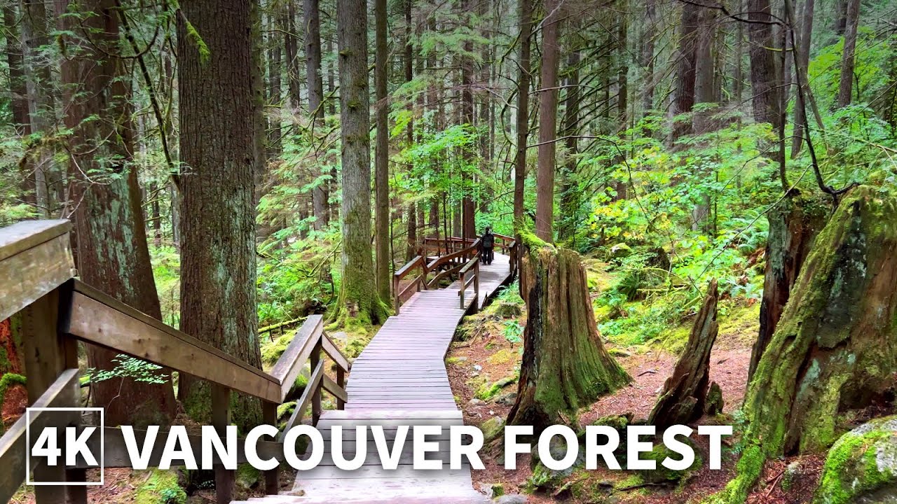 【4K】Walking the Autumn Forest Trails of North Vancouver with Light Rain ...
